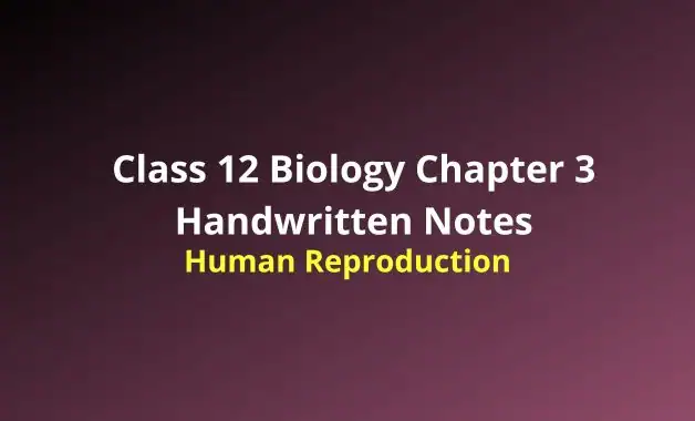NCERT Class 12 Biology Human Reproduction Notes (Handwritten Notes ...