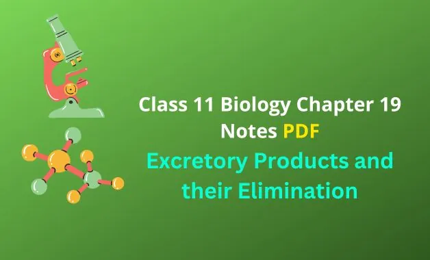 NCERT Class 11 Biology Excretory Products and their Elimination Notes ...