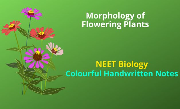 Morphology of Flowering Plants NEET Biology Notes - BoardStudy.in